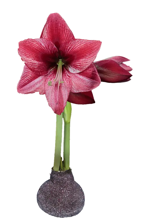 DAYLILY NURSERY Revelation Flower Base 36 - Silver Red Glitter