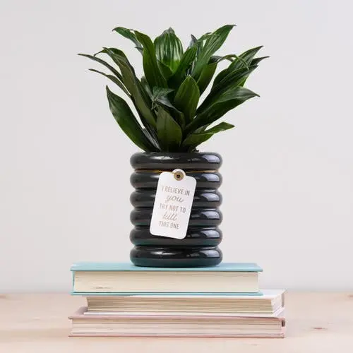 TOTALEE GIFT I Believe In You Planter Ceramic