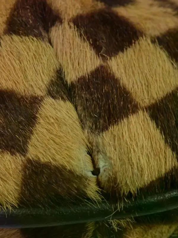 LOUIS VUITTON 2002 Tigre Sauvage Tote Bag