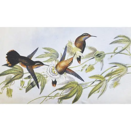 TAG Hummingbird Lumbar Cotton Accent Decorative Throw Pillow