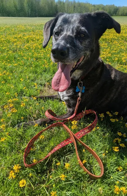 Pendleton Heritage Leash - Four Corners