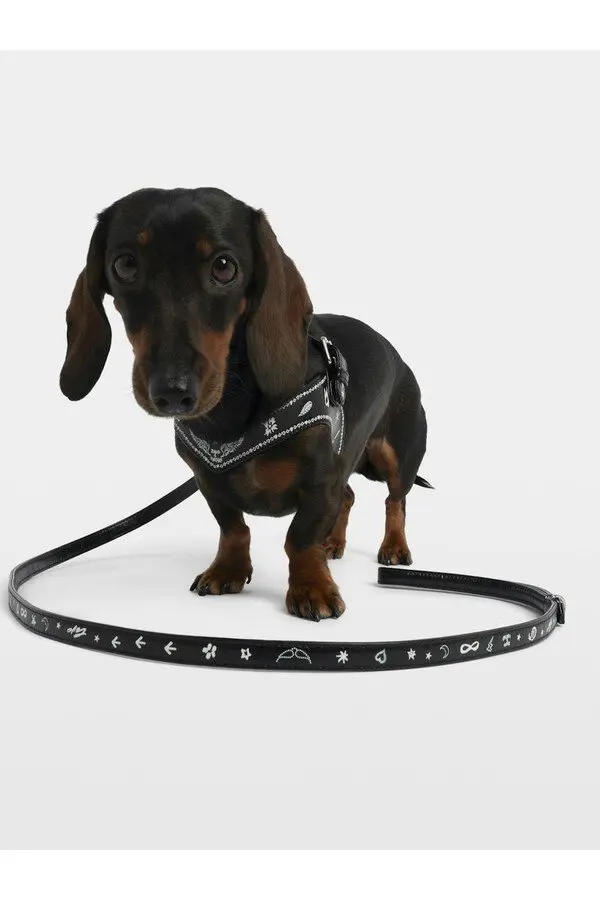 Zadig&Voltaire Leather Dog Leash