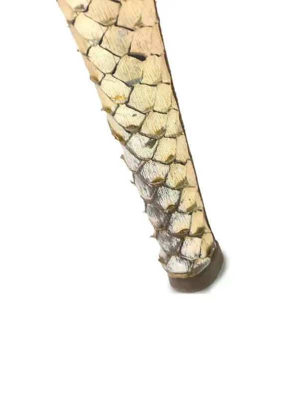 CHRISTIAN LOUBOUTIN Studded Platform Pumps