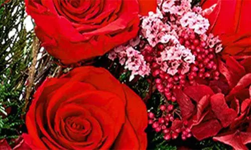 Venus Et Fleur L’étoile Grand Rouge Wreath