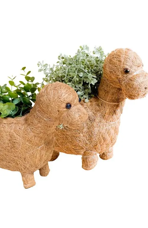 LIKHA Dinosaur Coco Coir Planters - Brown Baby Bronto