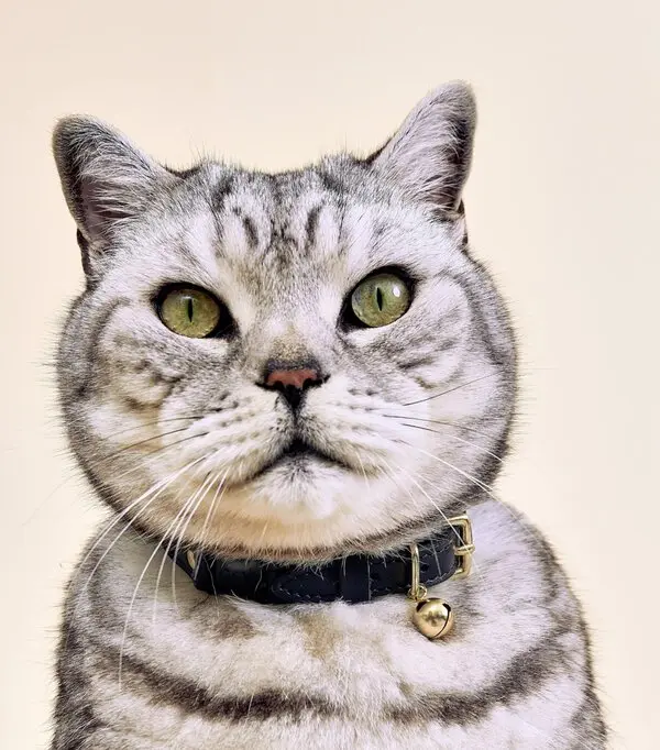 CHESHIRE & WAIN Leather Cat Collar With Gold-tone Buckle