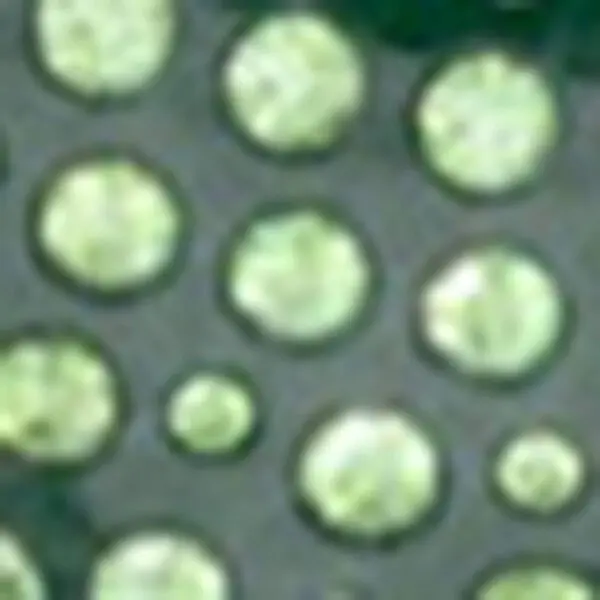 SWAROVSKI Oval Sk6006 Sunglasses - Green