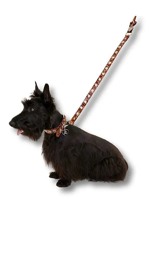 LITTLE BEAST Cougar Flower Power Leash