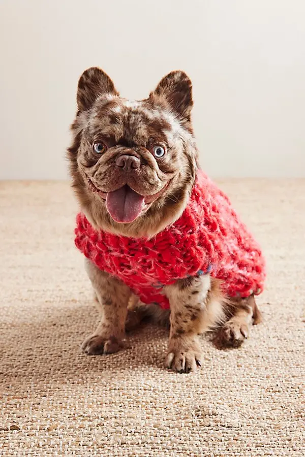 FRENCH KNOT Chunky Knit Dog Sweater - Red