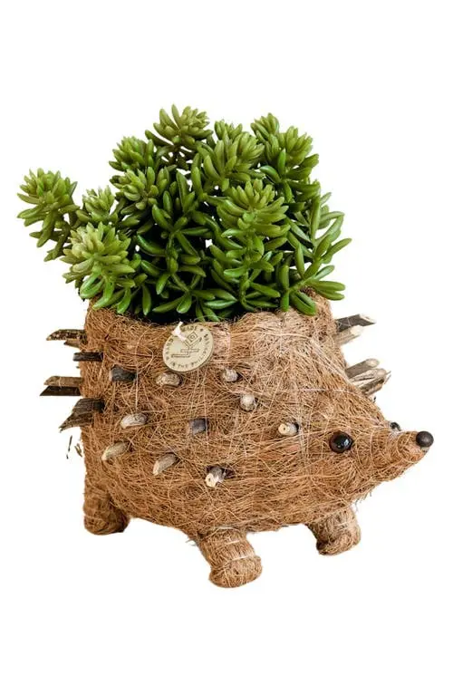 LIKHA Baby Hedgehog Handwoven Planter - Brown