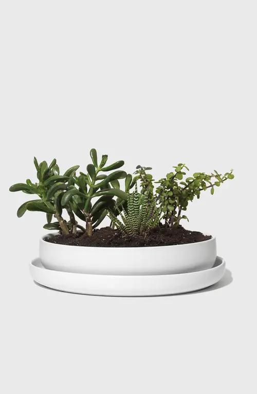PUBLIC GOODS Stoneware Succulent Planter