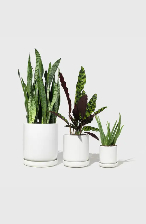 PUBLIC GOODS Assorted Stoneware Planters