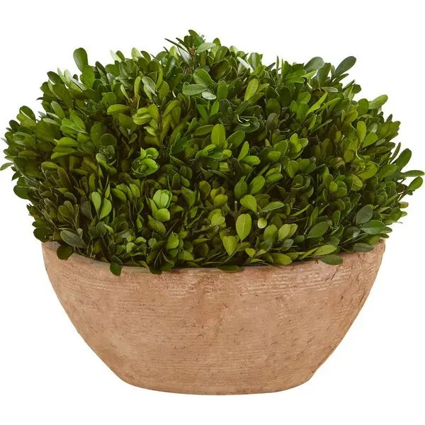NEARLY NATURAL 12-in Boxwood Preserved Plant In Oval Planter - Green