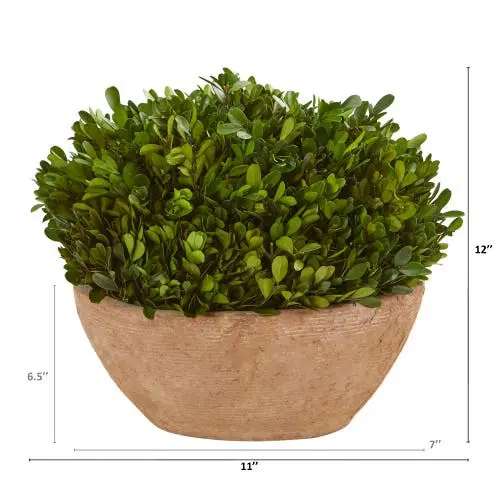 NEARLY NATURAL 12-in Boxwood Preserved Plant In Oval Planter