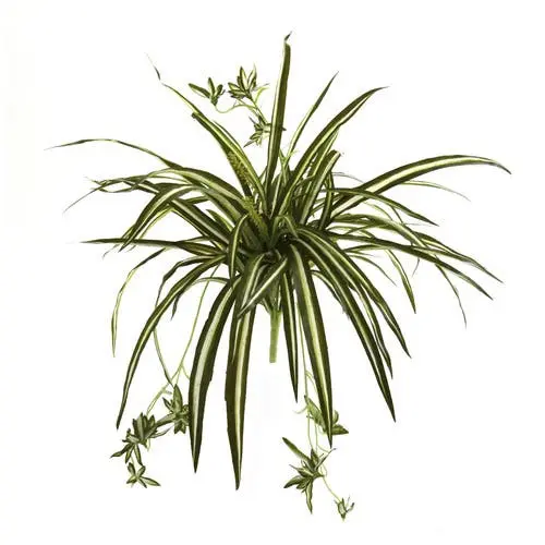 NEARLY NATURAL 23-in Spider Plant Bush - Green