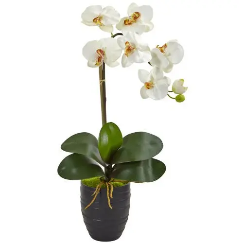 NEARLY NATURAL Phalaenopsis Orchid In Black Vase - Cream