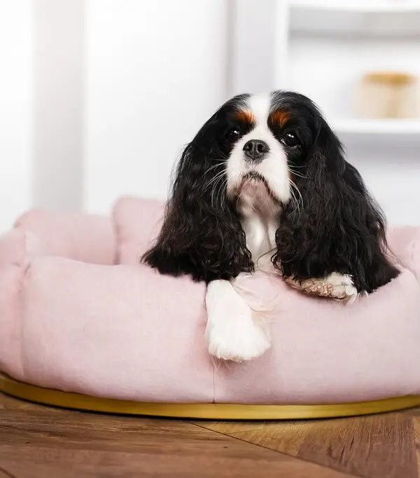 LOOTY Medium Camelia Dog Sofa