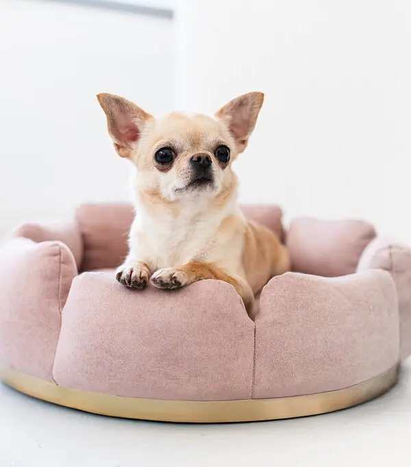 LOOTY Small Camelia Dog Sofa