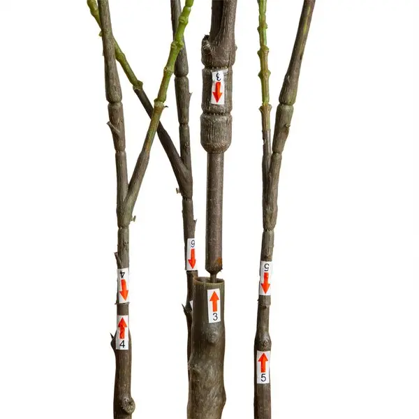 NEARLY NATURAL 5' Artificial Heart Shaped Ficus Leaf Tree