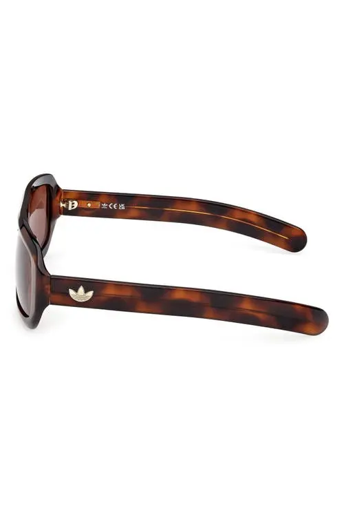 Adidas 58mm Navigator Sunglasses - Dark Havana/brown