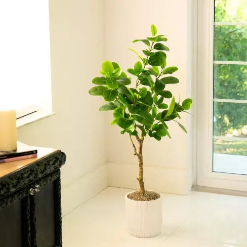 NEARLY NATURAL 4-ft Artificial Audrey Ficus Tree