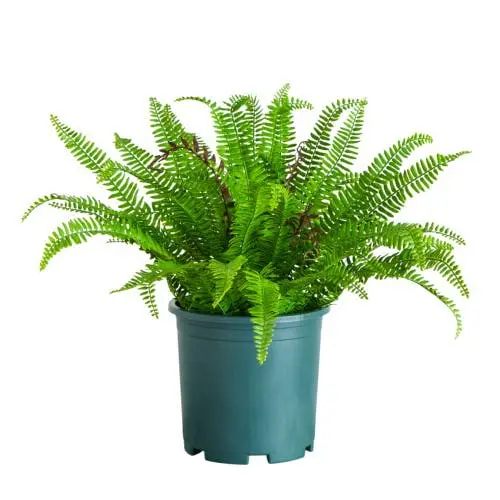 NEARLY NATURAL 23-in Uv Resistant Artificial Real Touch Boston Fern Plant - Green