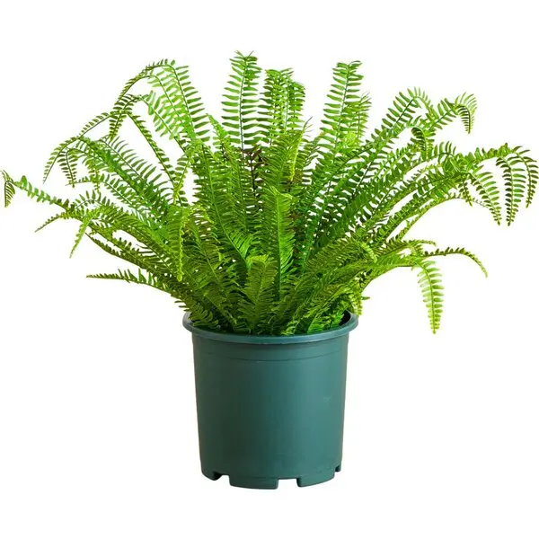 NEARLY NATURAL 27-in Uv Resistant Artificial Real Touch Boston Fern Plant - Green