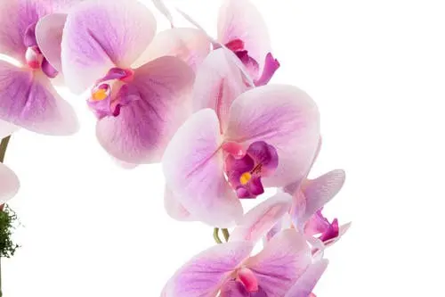 COCOBELLA Rosalyn Realtouch Orchid - Periwinkle