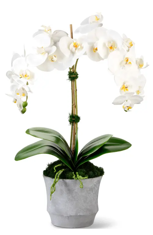 COCOBELLA Rosalyn Realtouch Orchid - Snow