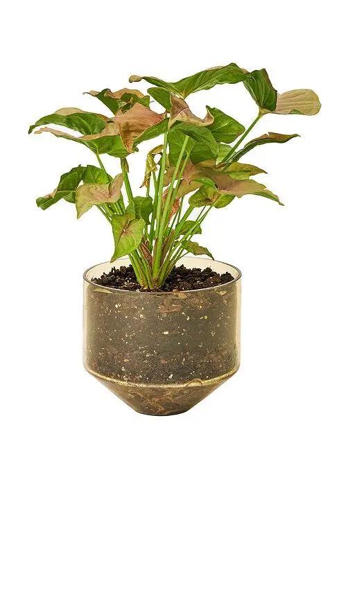 AREAWARE Model Three Planter In Orange - Amber