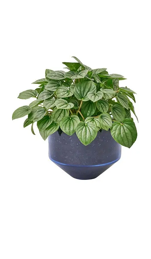 AREAWARE Model Three Planter - Blue