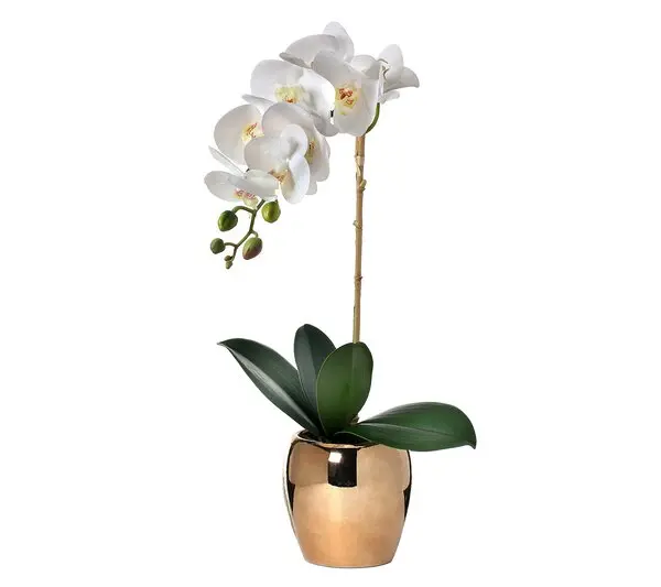 VALERIE PARR HILL 21' Phalaenopsis Orchid In Gold Pot Valerie - One-color