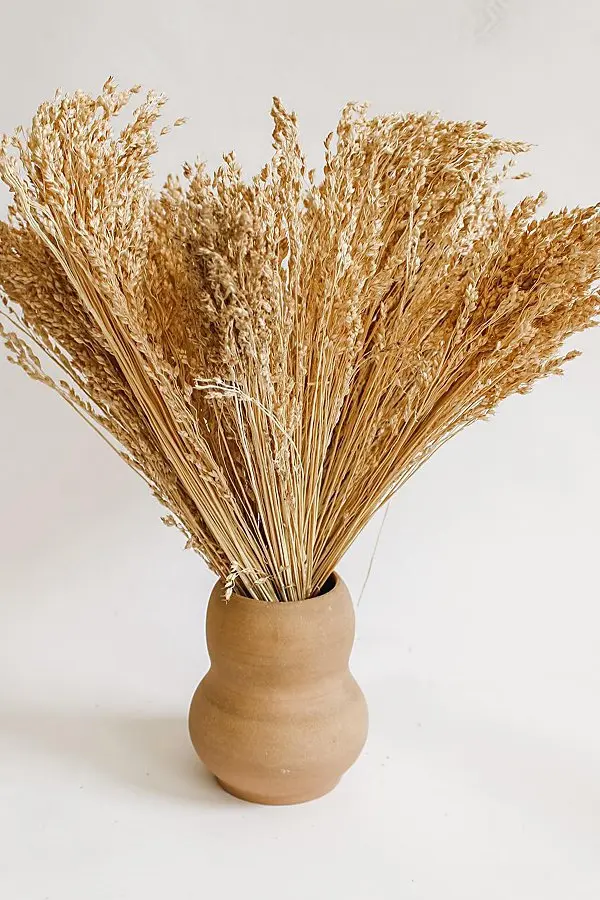 SUNHOUSE CRAFT Dried Broomcorn Harvest - Neutral
