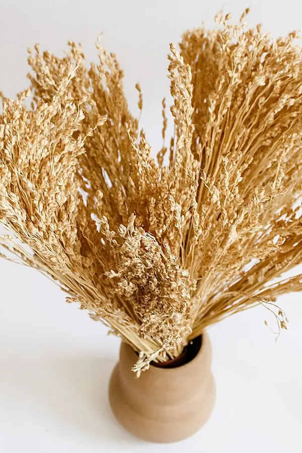 SUNHOUSE CRAFT Dried Broomcorn Harvest