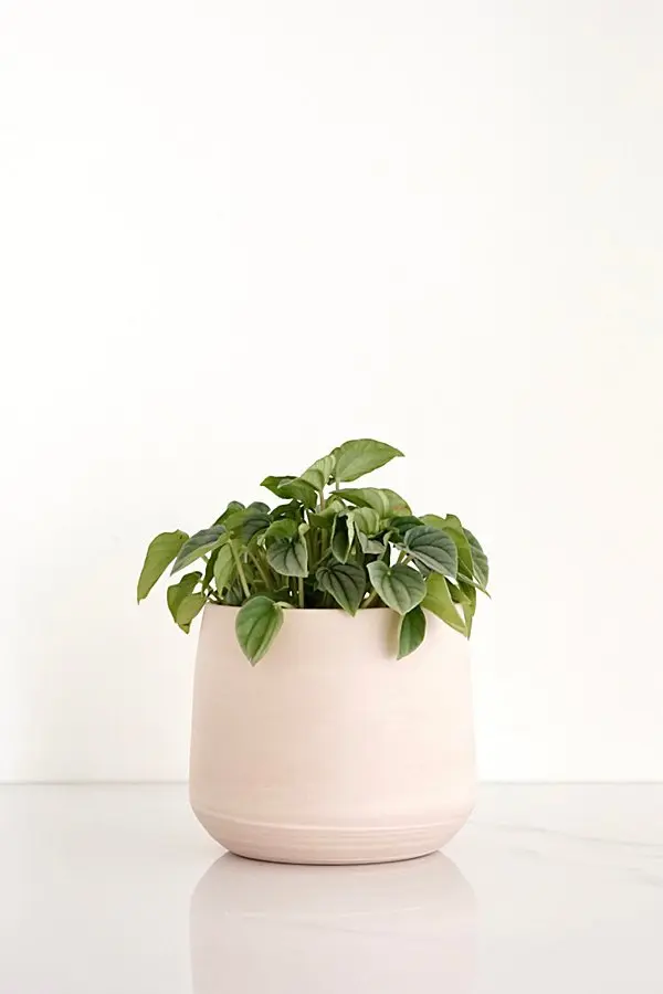 REN VOIS Planter