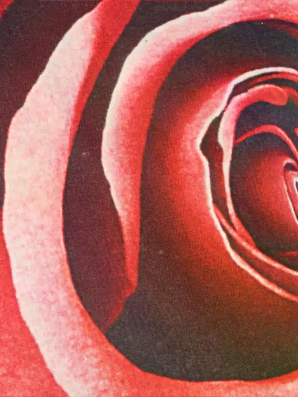 Roberto Cavalli Rose-print Sweatshirt