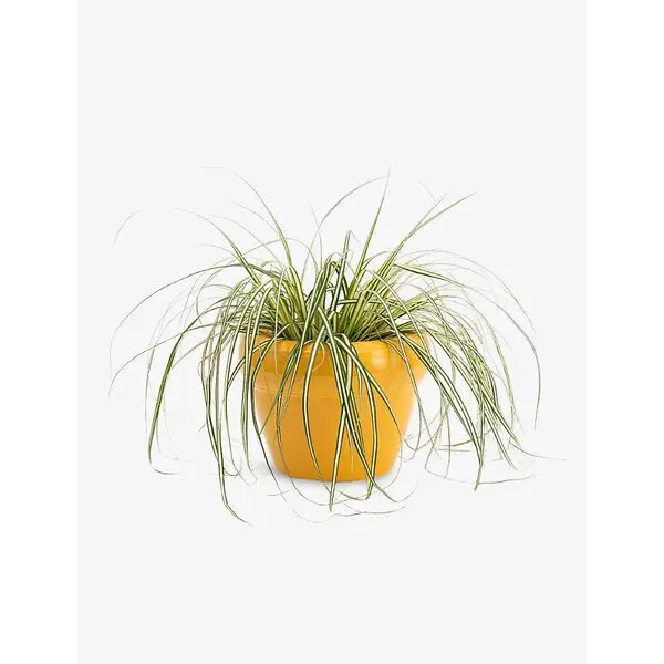 HOME STUDYO Pierre Ceramic Planter 25cm - Yolk Yellow Gloss