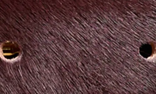 DEHANCHE Hollyhock Calf Hair Belt - Chocolate
