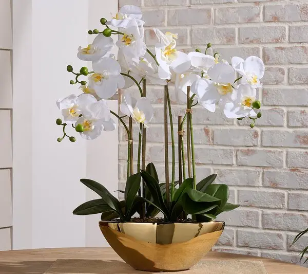 VALERIE PARR HILL As Is 24' Orchid In Metallic Pot Valerie - One-color