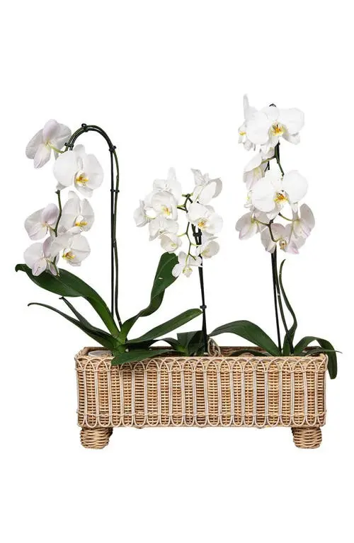 JULISKA Provence Rattan Rectangular Planter