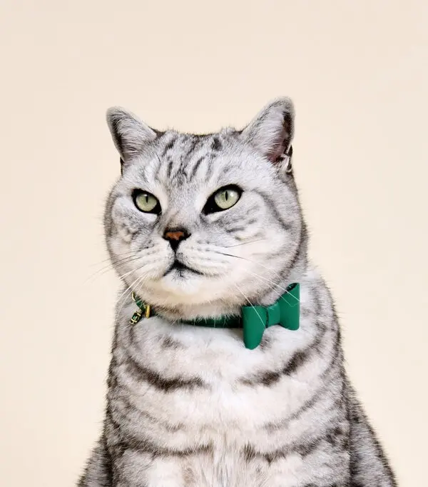 CHESHIRE & WAIN Leather Cat Collar With Gold-tone Buckle - Green