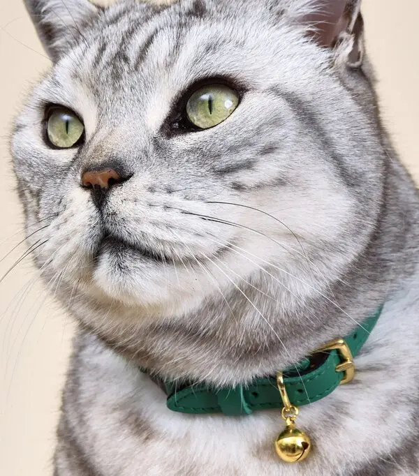 CHESHIRE & WAIN Leather Cat Collar With Gold-tone Buckle - Green