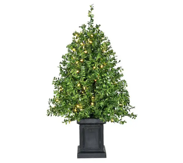 FRASER HILL FARM 3-ft. Boxwood Porch Tree In Po T - One-color