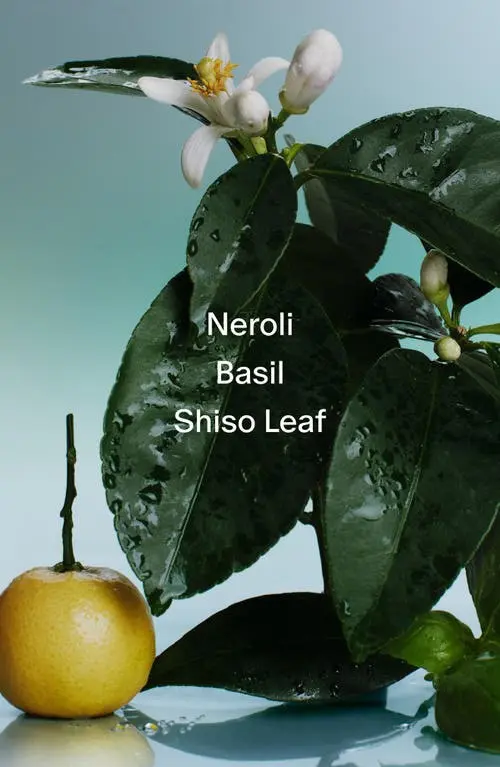 SALT & STONE Neroli & Basil Body Wash - Regular
