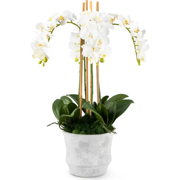 COCOBELLA Celeste Realtouch Orchid Arrangement - Snow