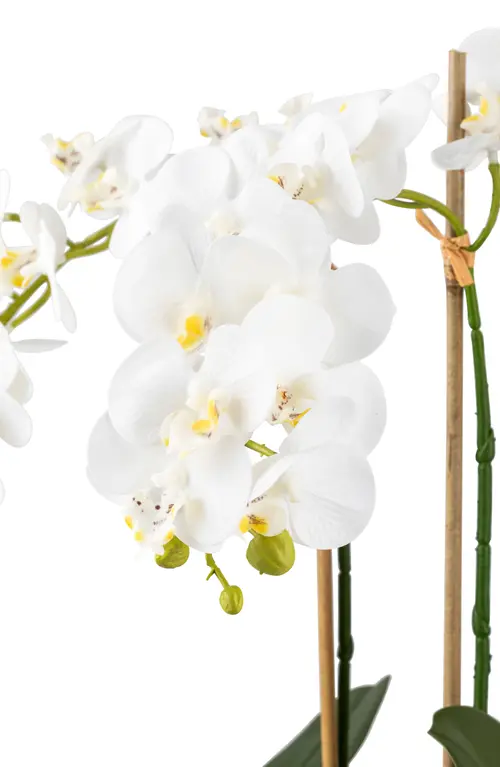 COCOBELLA Ciara Realtouch Orchid Planter