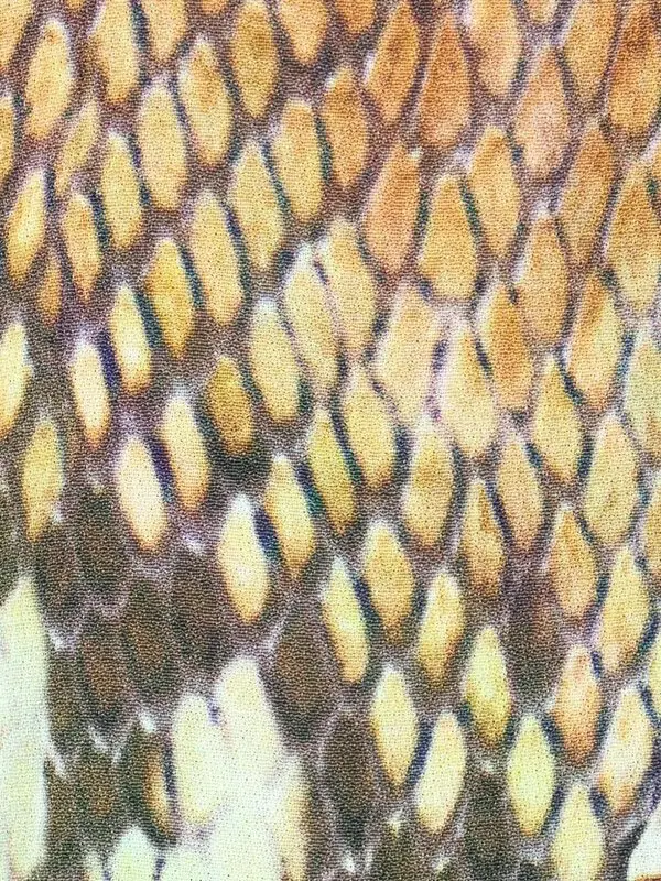 Roberto Cavalli Snakeskin-print T-shirt