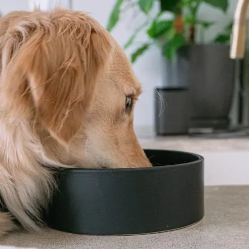 DEXYPAWS Ceramic Dog Bowl