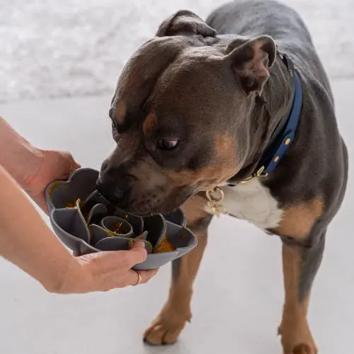 DEXYPAWS Slow Feeder