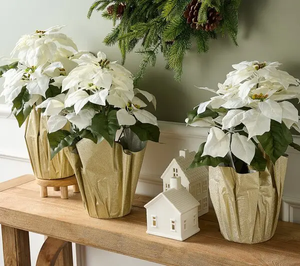 VALERIE PARR HILL Set Of 18' Poinsettia Plants Valerie - One-color